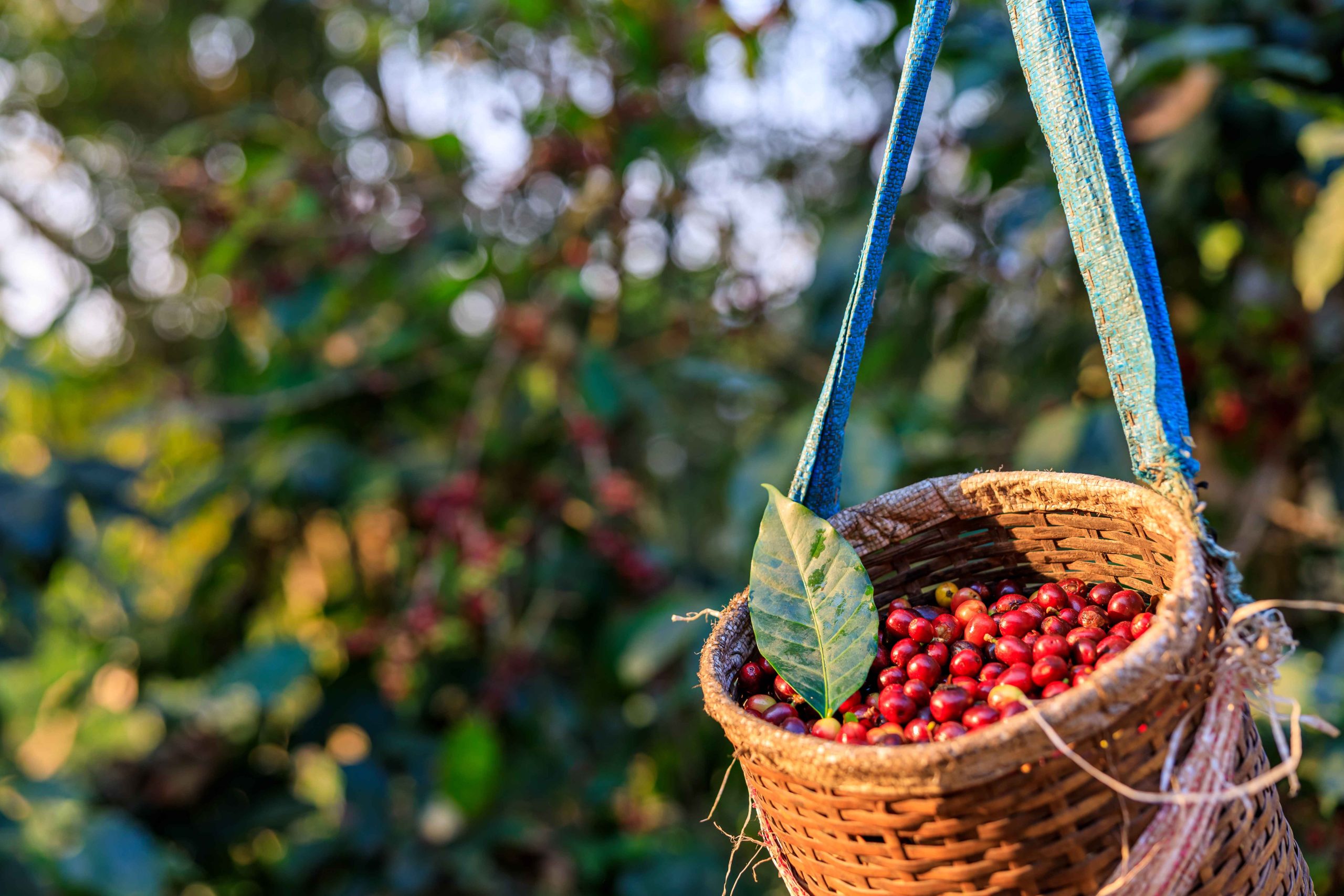 Coffee Beans - Artha Mustika Raya